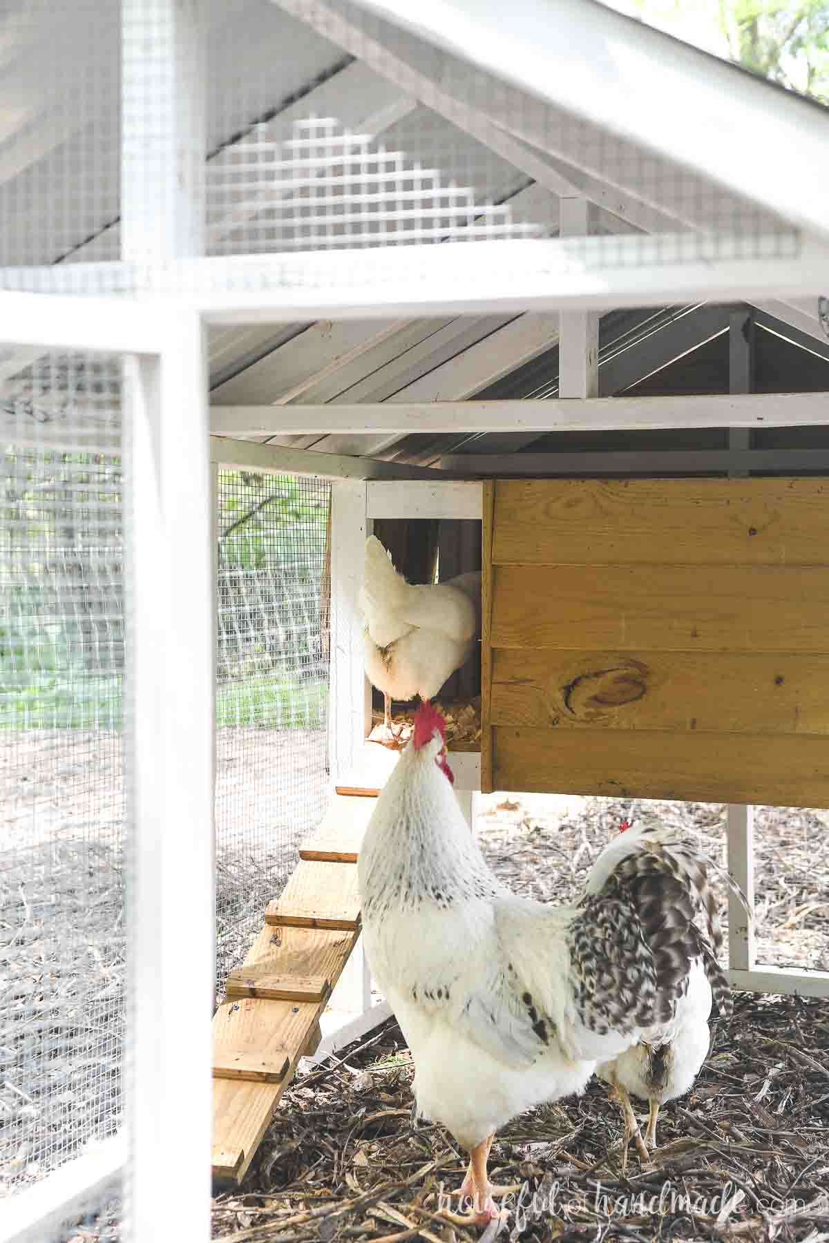 Small Chicken Coop Build Plans - Houseful of Handmade